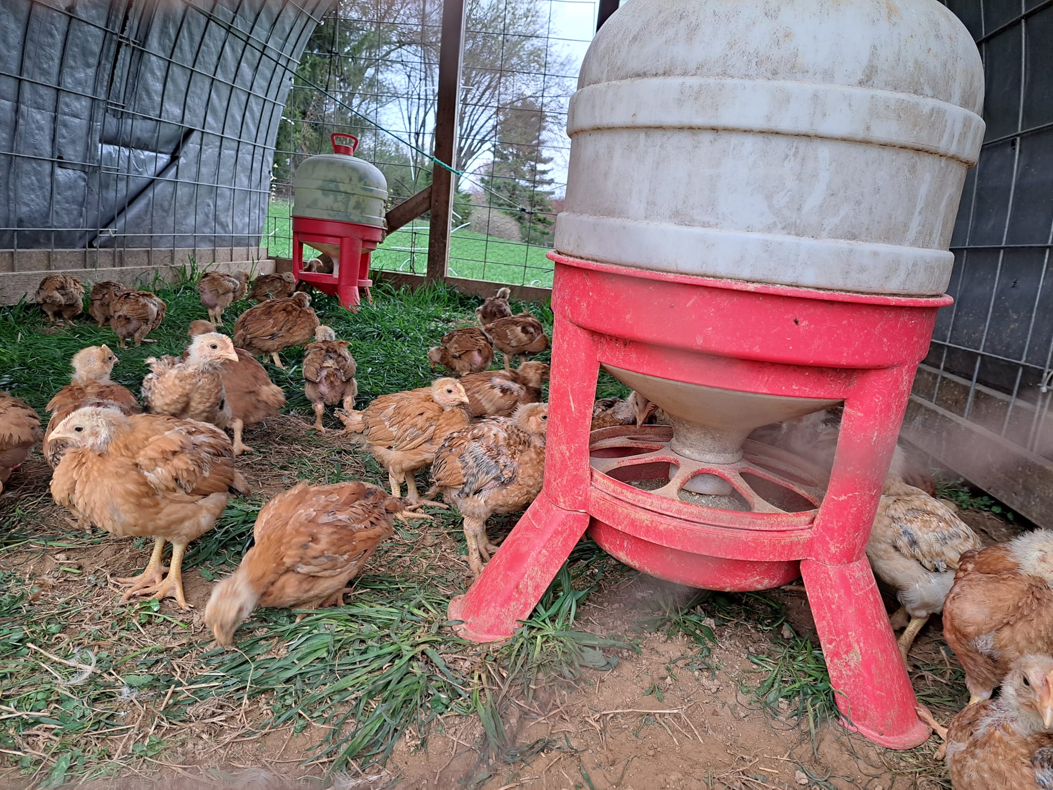 Exciting Day for My Broilers – Faithful Friends Farm